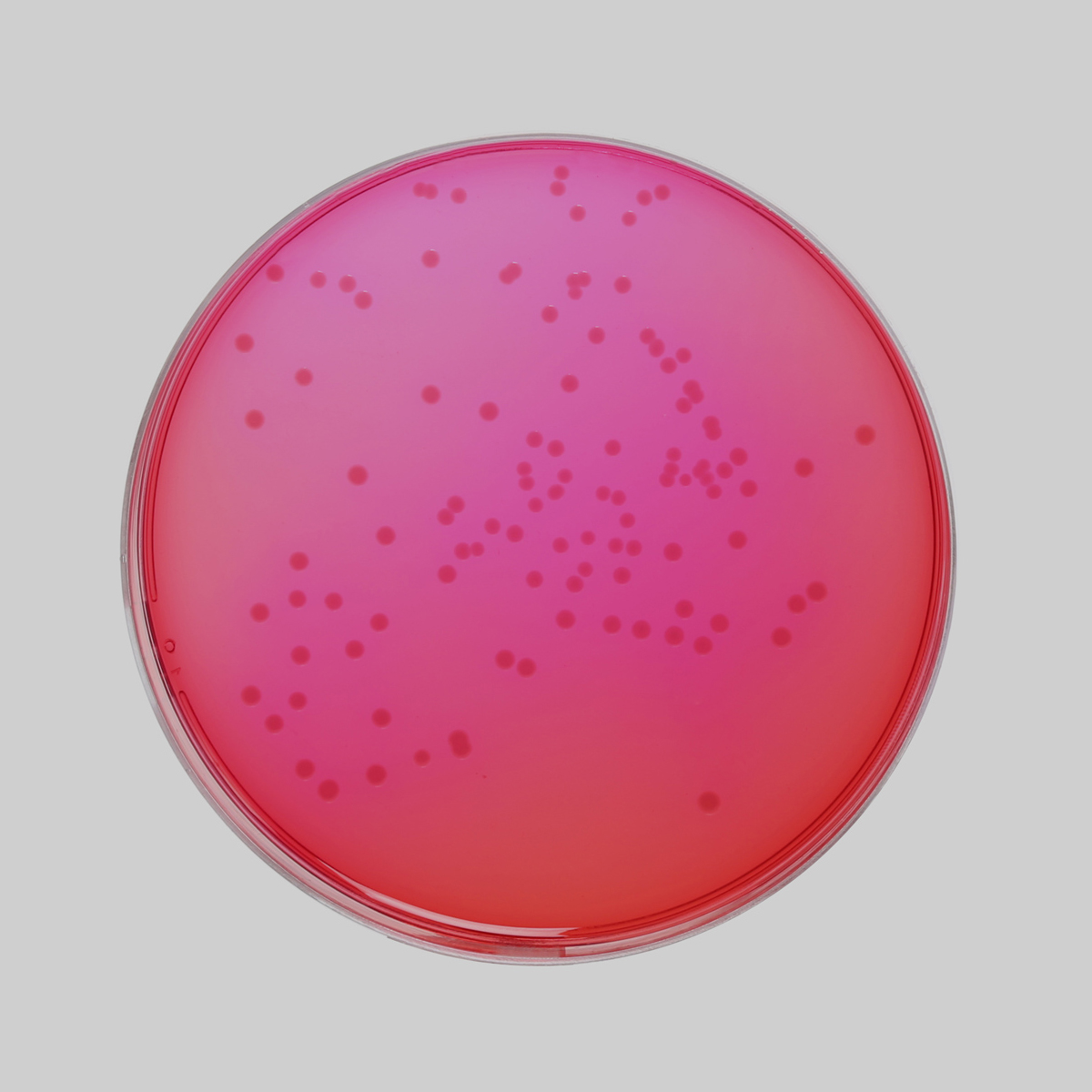 Xld Agar Merck محیط کشت XLD آگار کد 105287 مرک